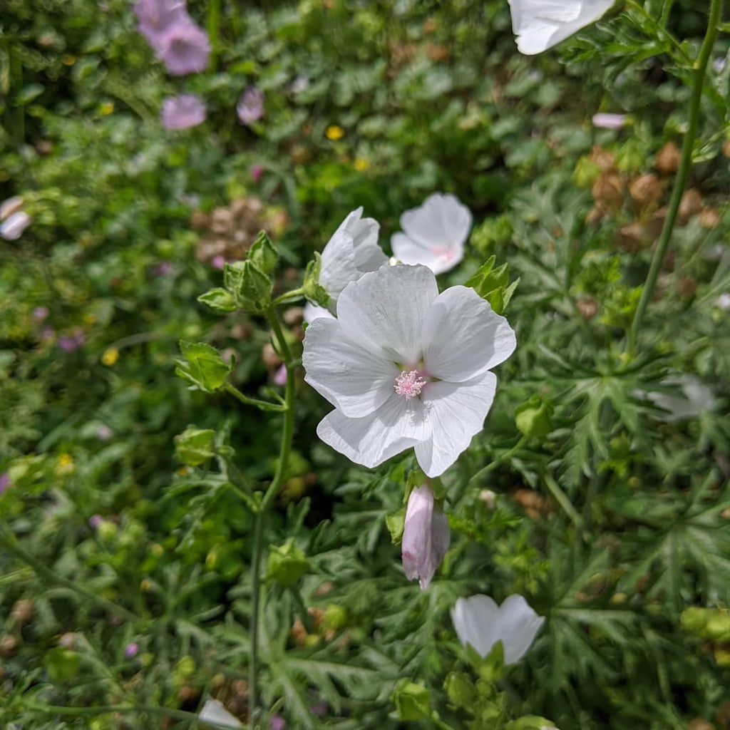 'Tinker Ridge' Musk Mallow – Experimental Farm Network Seed Store