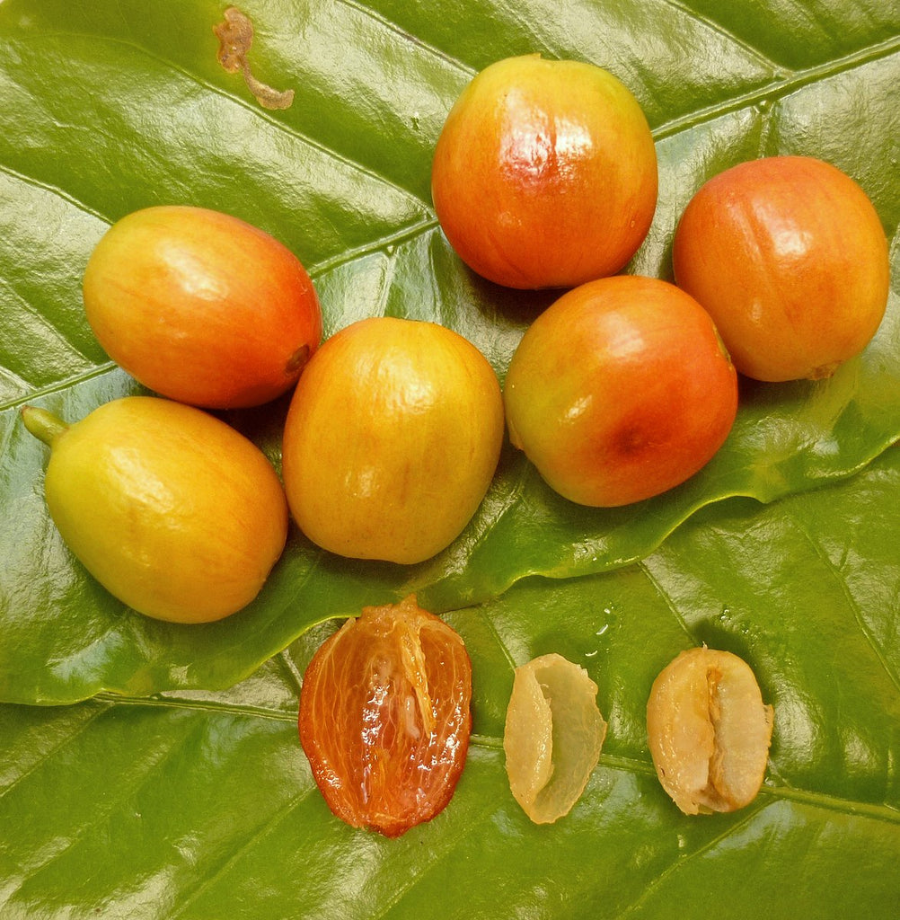 Arabica Coffee – Experimental Farm Network Seed Store