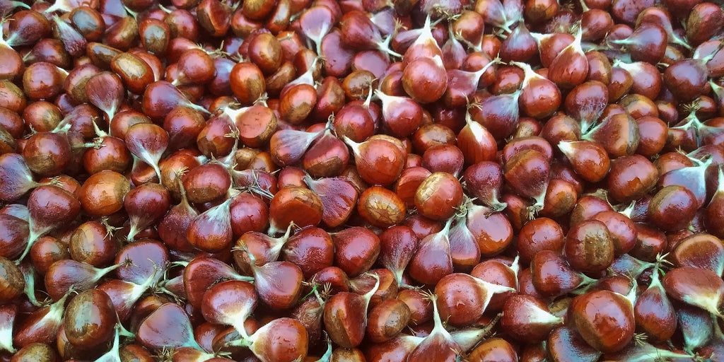 American Chestnut – Experimental Farm Network Seed Store