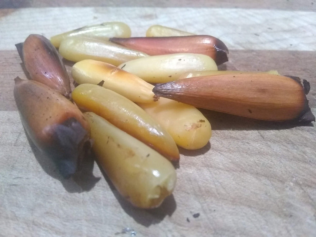 Monkey Puzzle Nuts (Araucaria) – Experimental Farm Network Seed Store