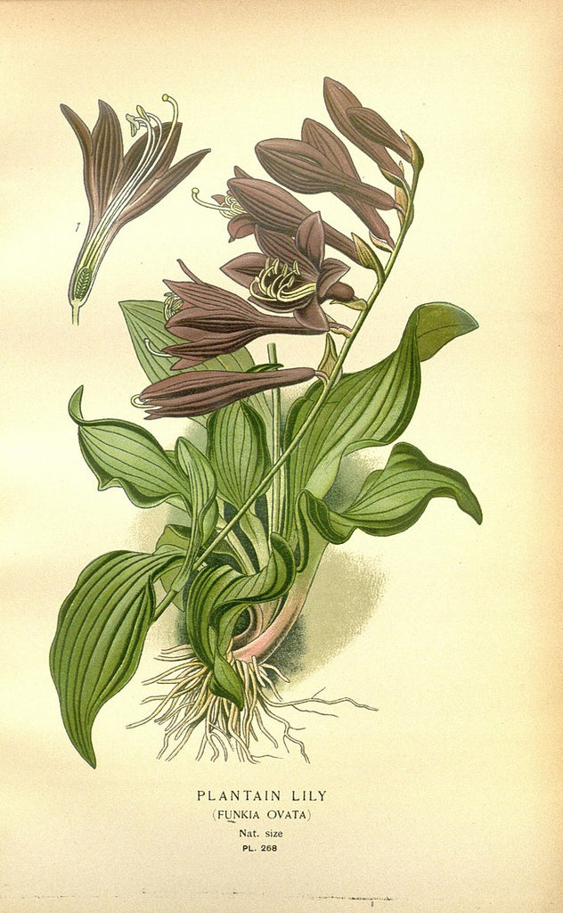 Blue Plantain Lily Hosta – Experimental Farm Network Seed Store