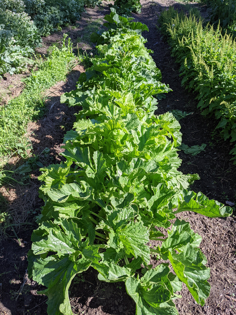 Giant Colewort – Experimental Farm Network Seed Store