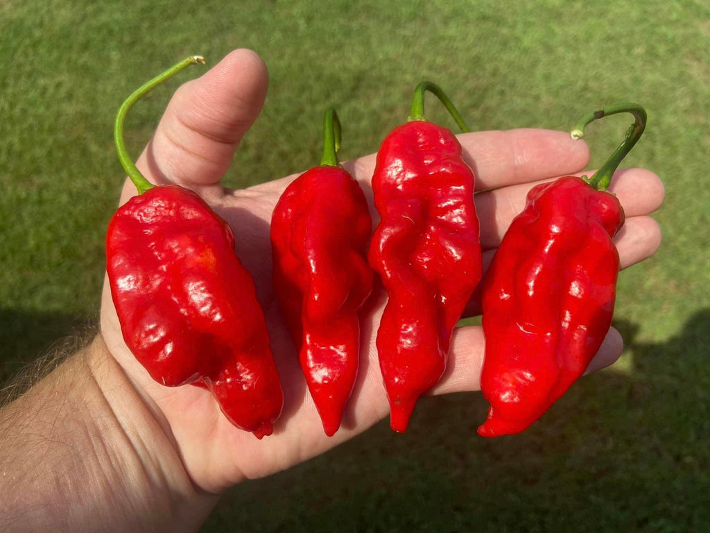 'Flavor City Red' Hot Pepper – Experimental Farm Network Seed Store