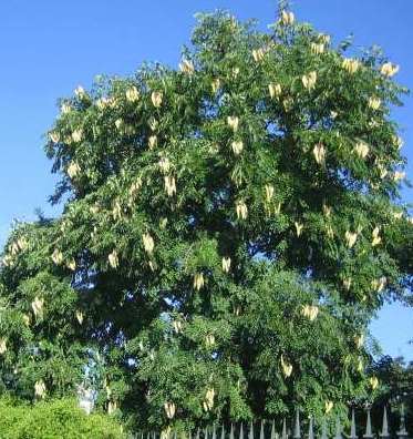 PA State Champion Kentucky Coffee Tree – Experimental Farm Network Seed ...