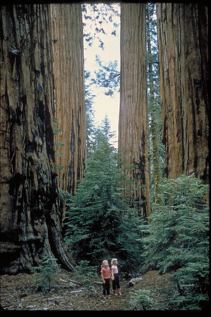 Giant Sequoia – Experimental Farm Network Seed Store