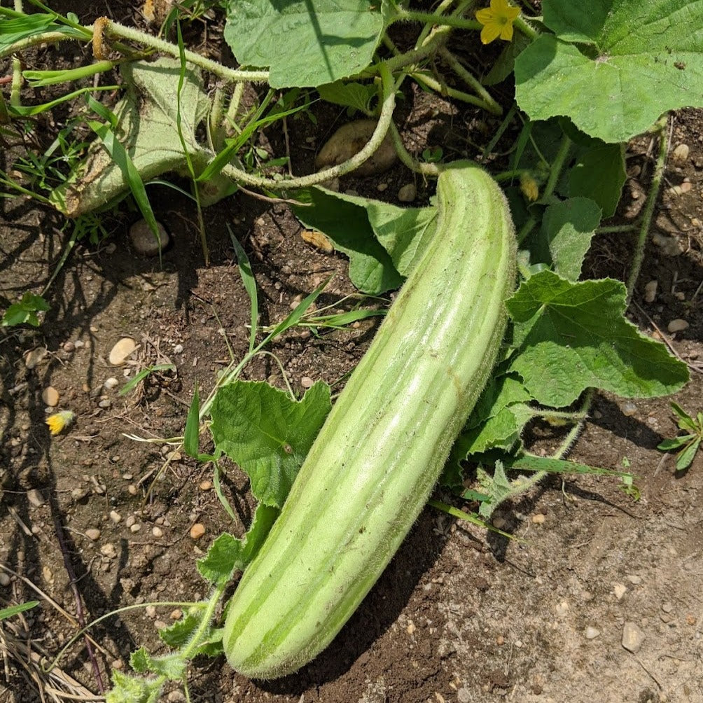 'Palestine Fakous' Melon – Experimental Farm Network Seed Store