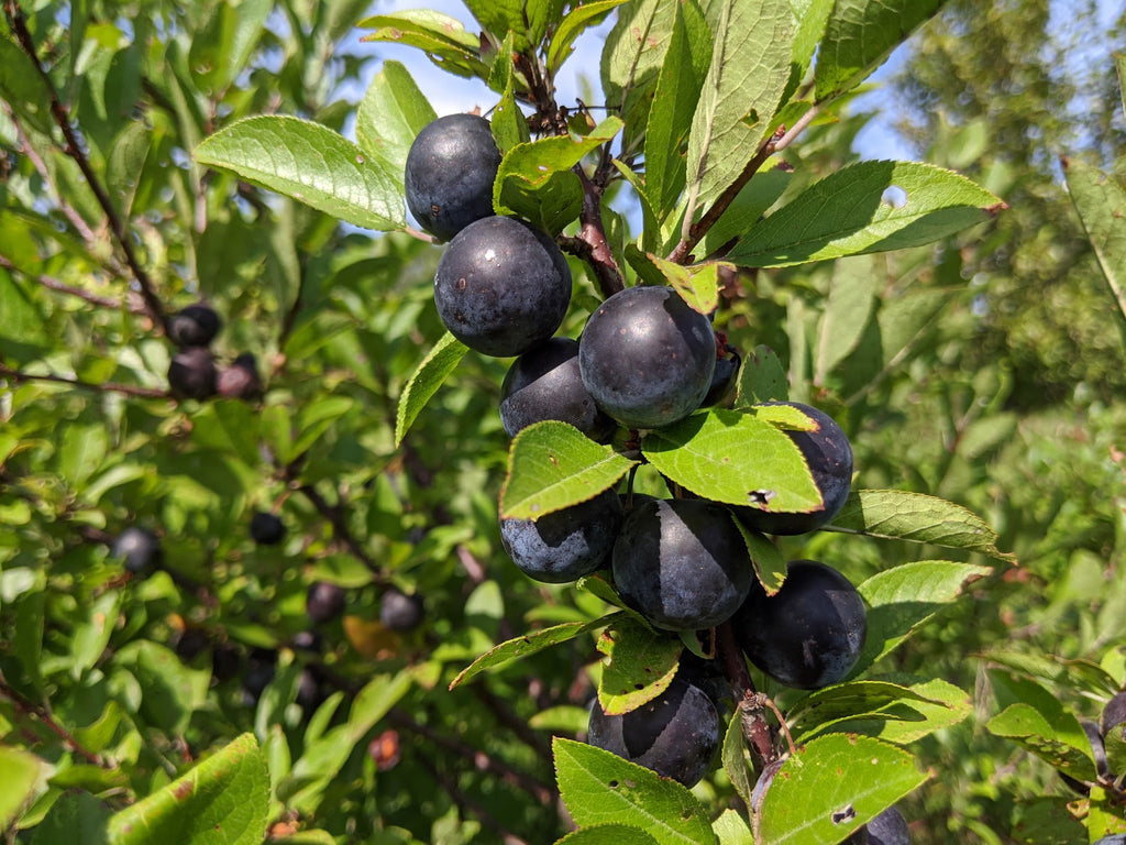 Cape May Beach Plum – Experimental Farm Network Seed Store