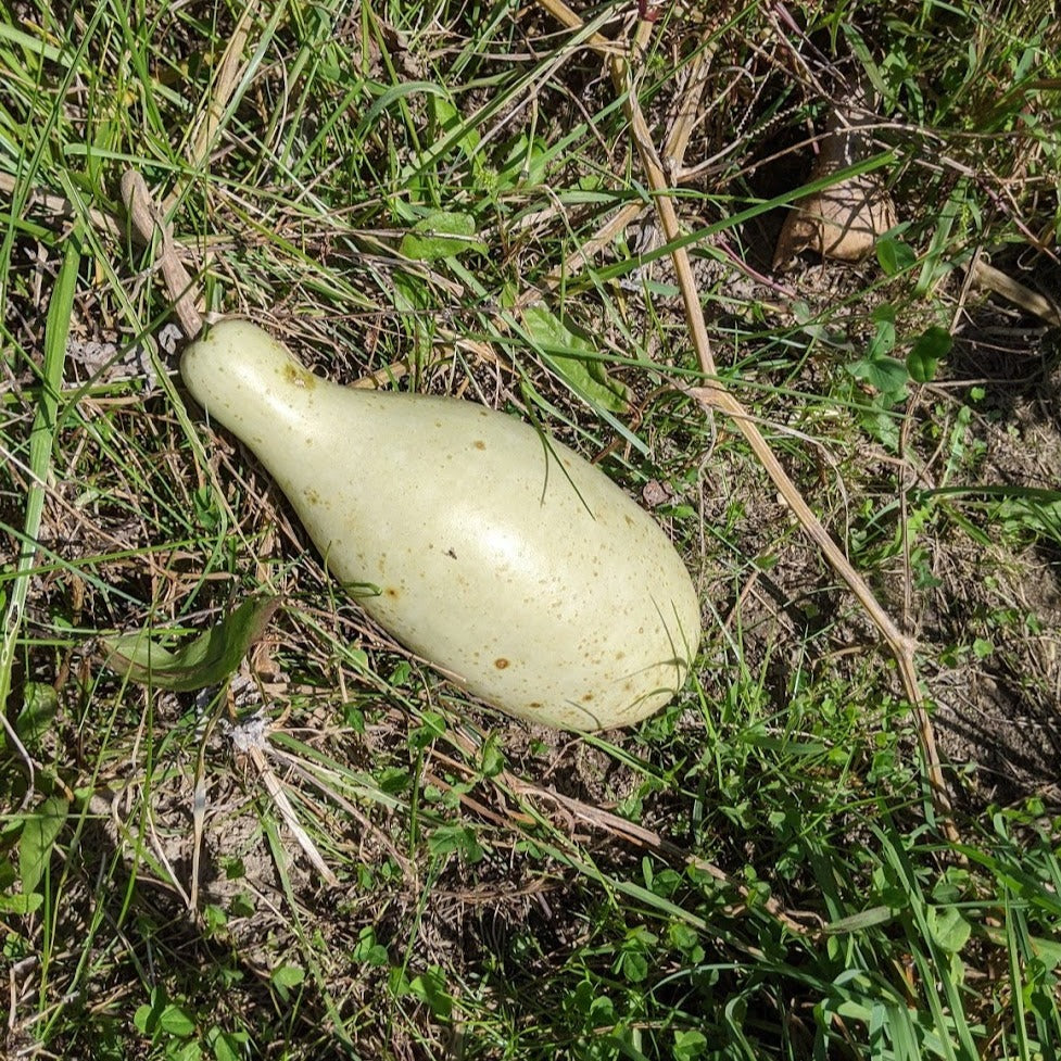 'Palestine Yakteen' Gourd – Experimental Farm Network Seed Store