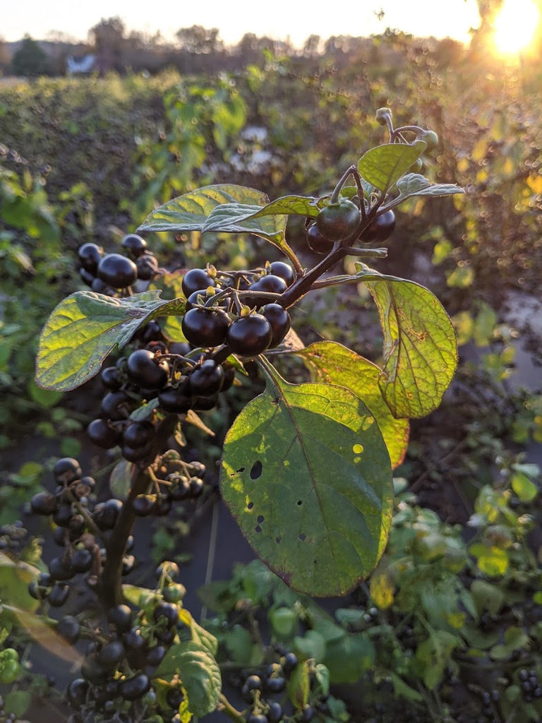 West African Njama Njama Landrace – Experimental Farm Network Seed Store