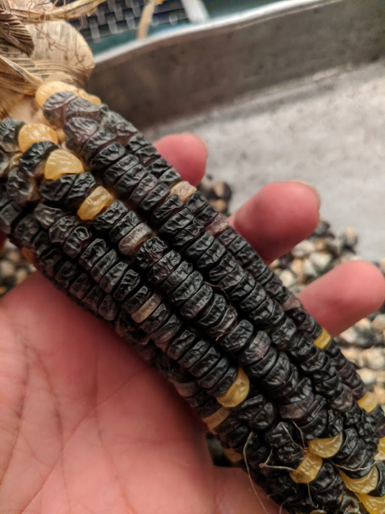 'Aonsu Pä-sakun'a'-mon Lenni Lenapi' (Lenni Lenape Blue Pulling Corn ...
