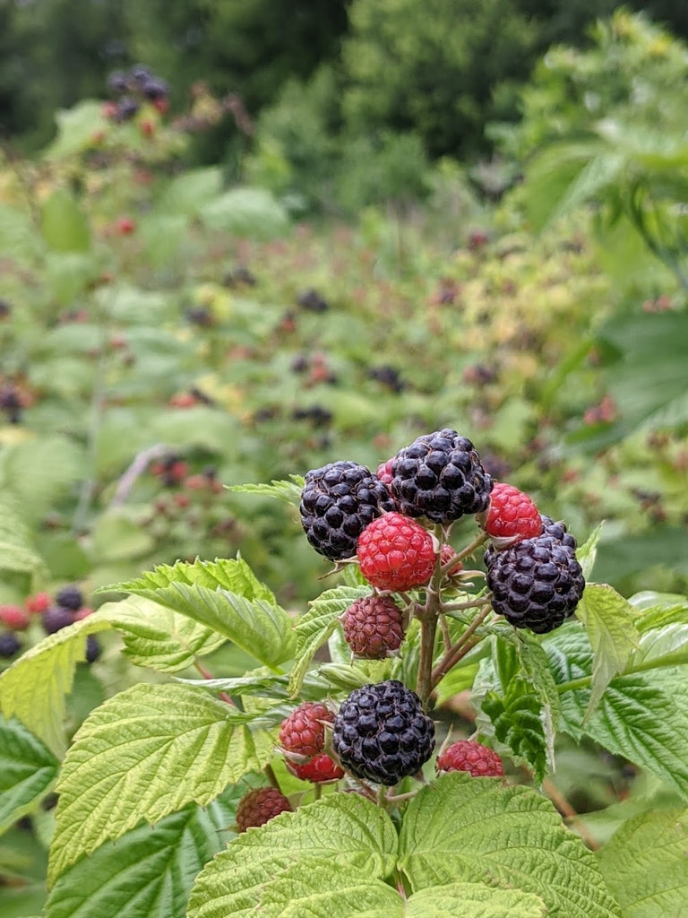 'Bristol' Black Raspberry – Experimental Farm Network Seed Store