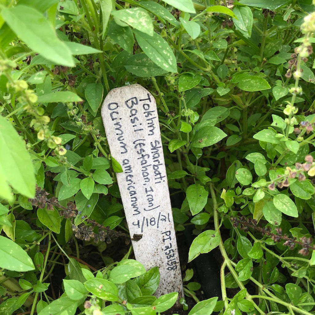 'Isfahan Tokhm Sharbati' Hoary Basil – Experimental Farm Network Seed Store