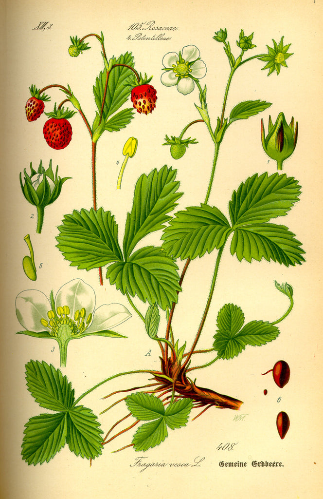 Russian Alpine Strawberry – Experimental Farm Network Seed Store