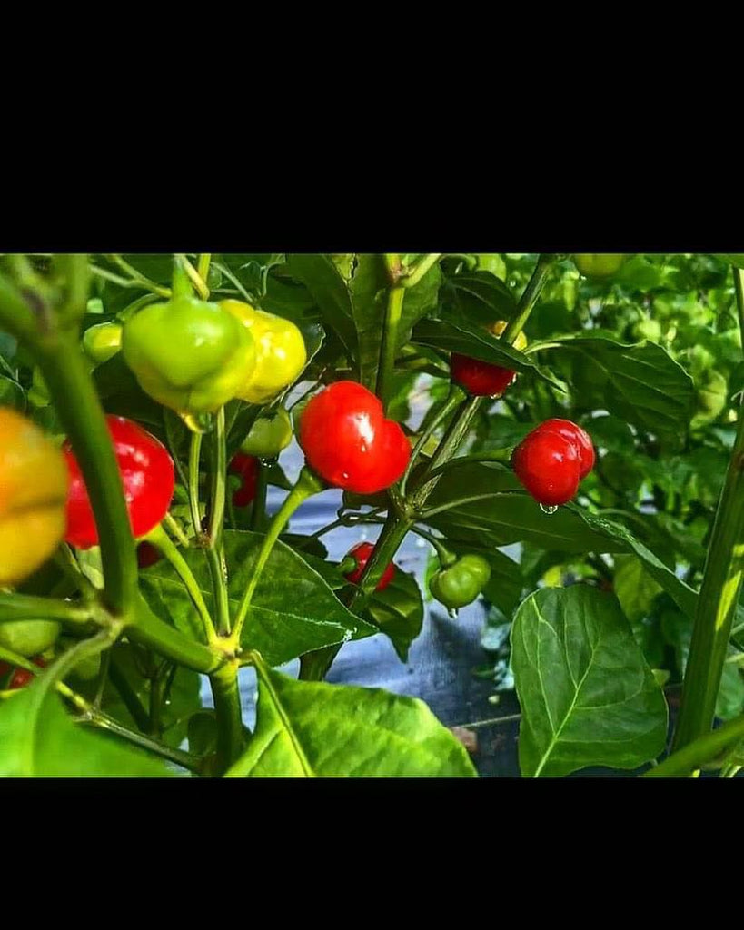 'KB Cherry Pebble' Hot Pepper Breeding Mix – Experimental Farm Network ...