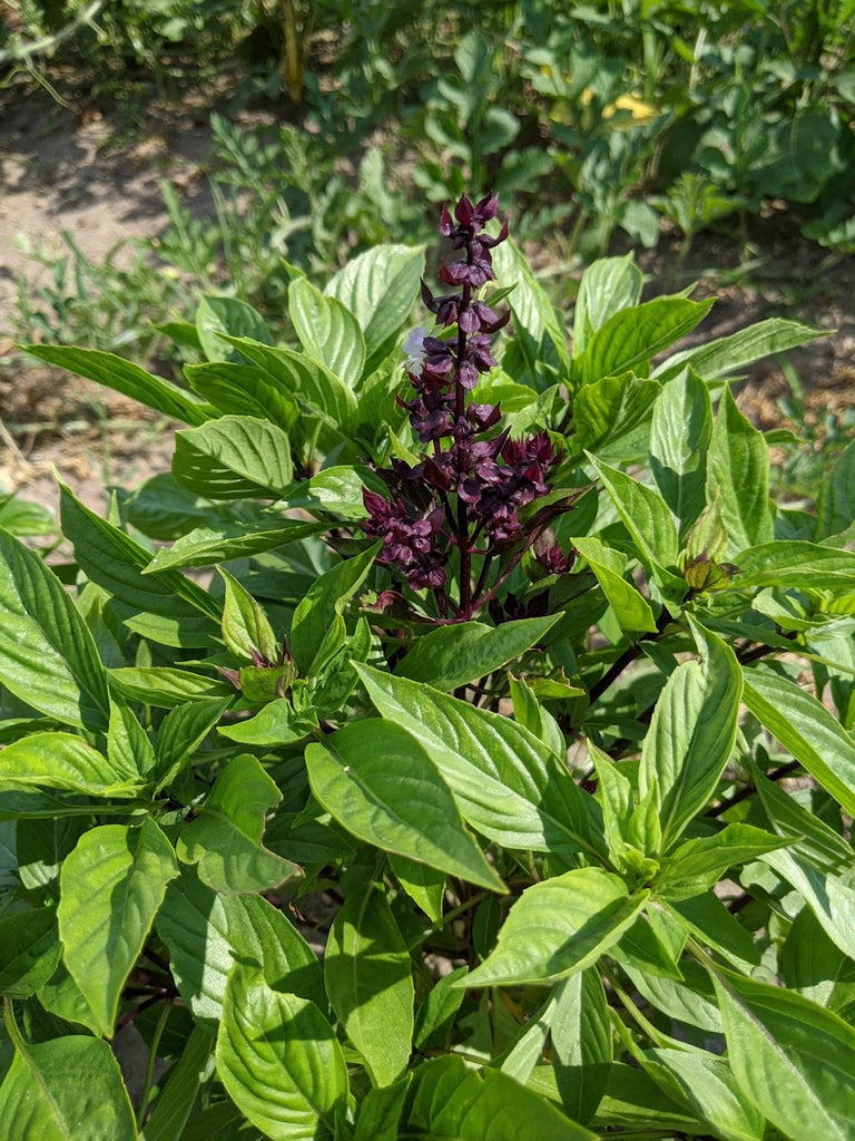 'Dire Dawa' Basil – Experimental Farm Network Seed Store