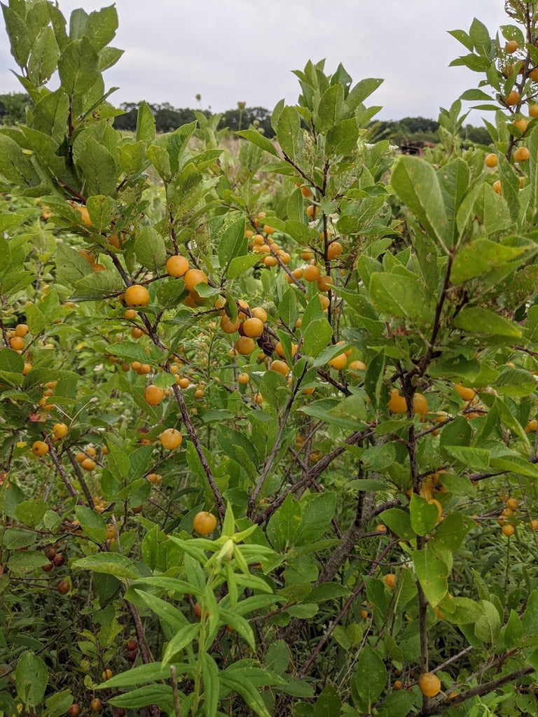 Cape May Beach Plum – Experimental Farm Network Seed Store