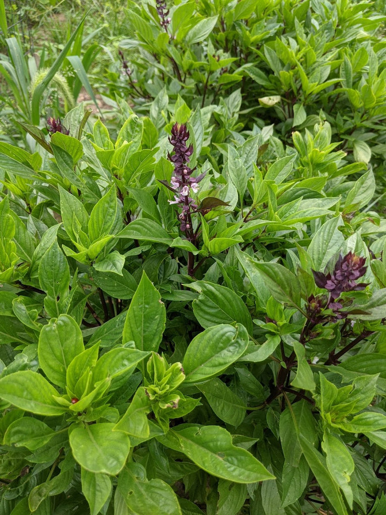 'Dire Dawa' Basil – Experimental Farm Network Seed Store