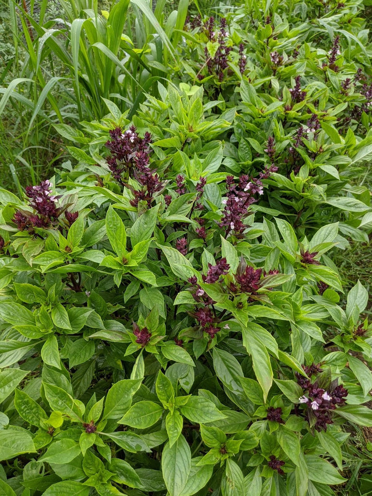 'Dire Dawa' Basil – Experimental Farm Network Seed Store