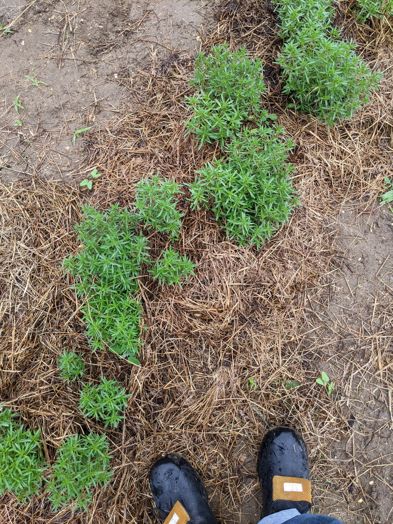 'Shirazi Marzeh' Summer Savory – Experimental Farm Network Seed Store