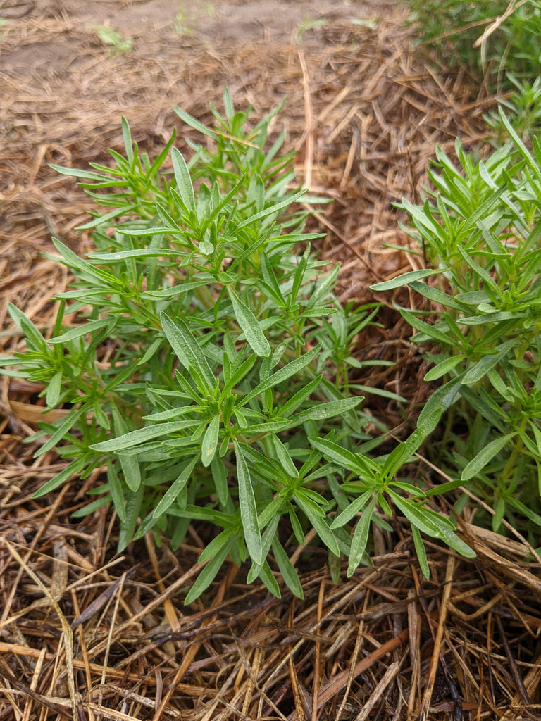 'Shirazi Marzeh' Summer Savory – Experimental Farm Network Seed Store