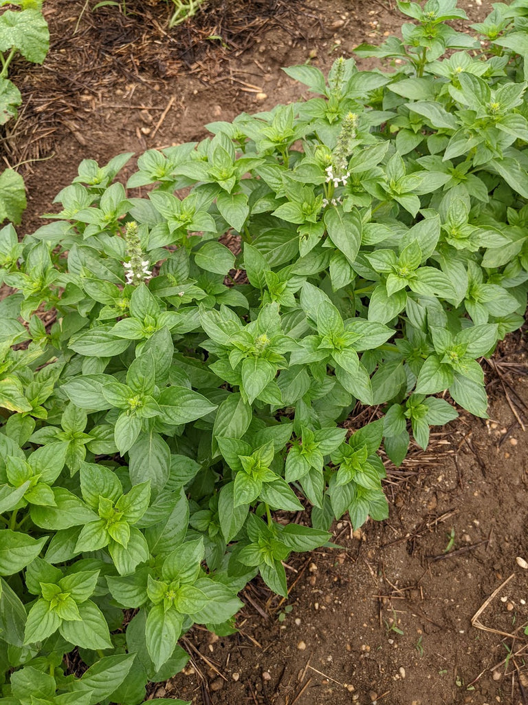 'Iraqi Reehan' Basil – Experimental Farm Network Seed Store