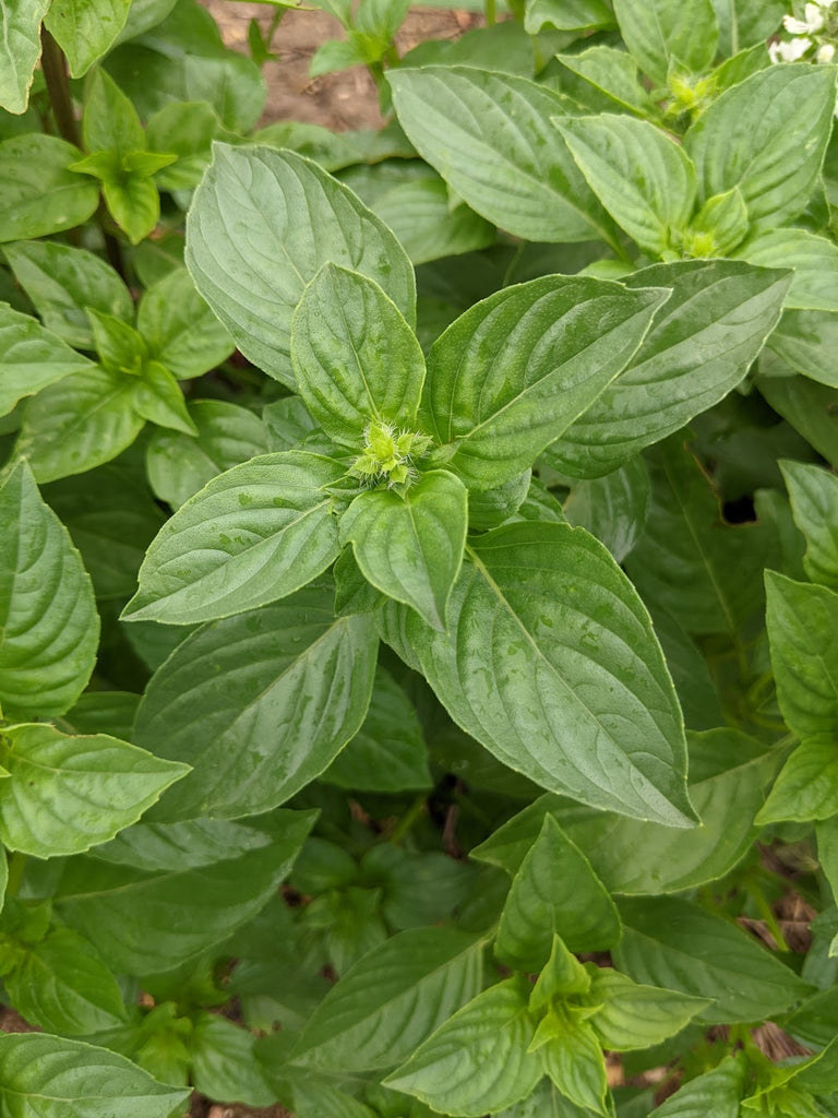 'Iraqi Reehan' Basil – Experimental Farm Network Seed Store