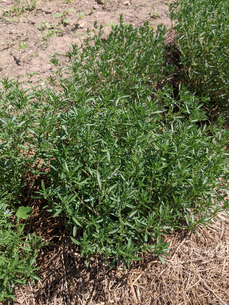 'Shirazi Marzeh' Summer Savory – Experimental Farm Network Seed Store