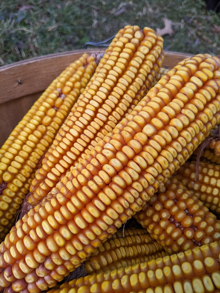 'Minnesota 13' Corn ("Moonshine Corn") – Experimental Farm Network Seed ...