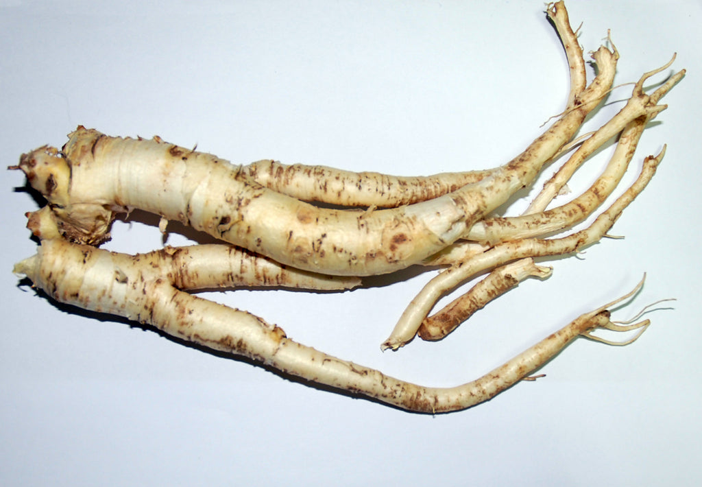 Toraji (Balloon Flower) – Experimental Farm Network Seed Store