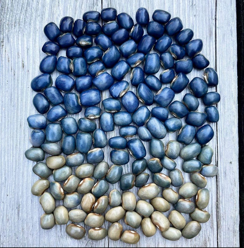 'San Bernardo Blue' Bean – Experimental Farm Network Seed Store