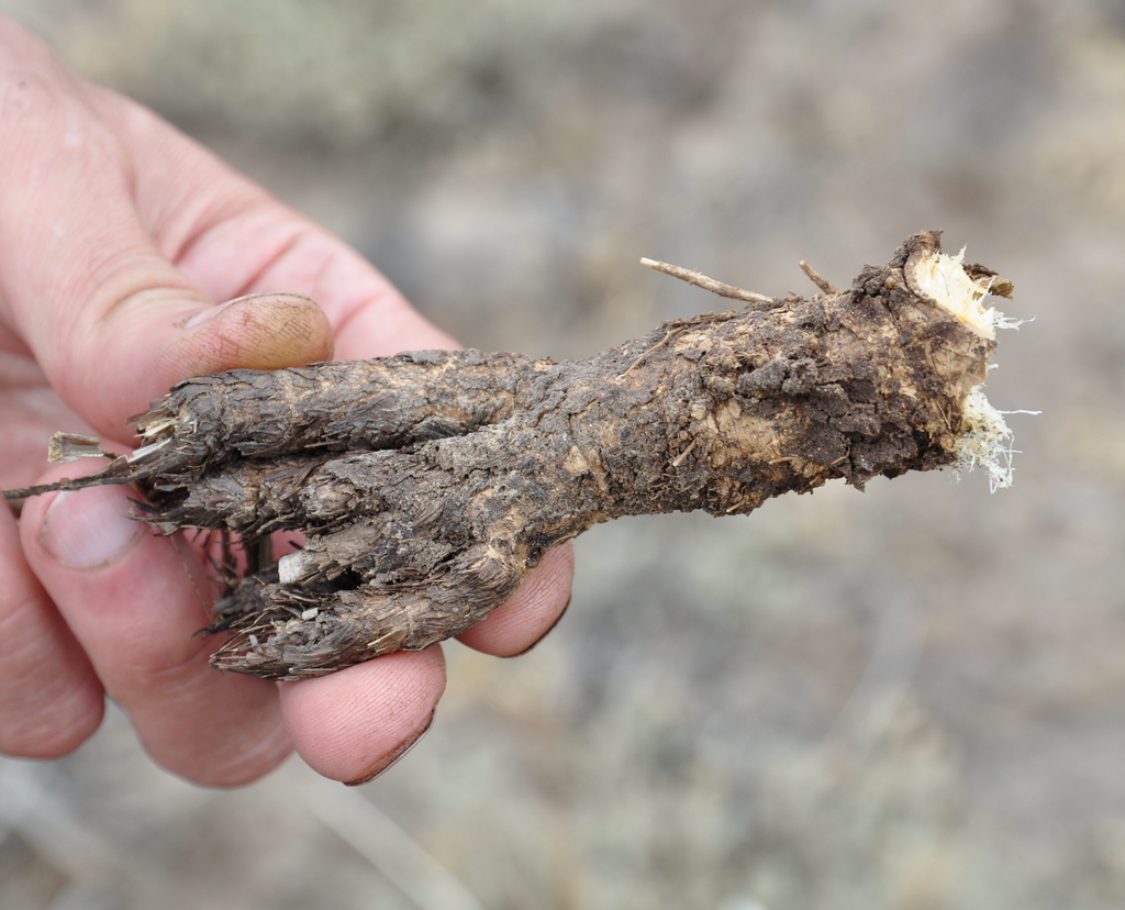 Bigseed Biscuitroot – Experimental Farm Network Seed Store