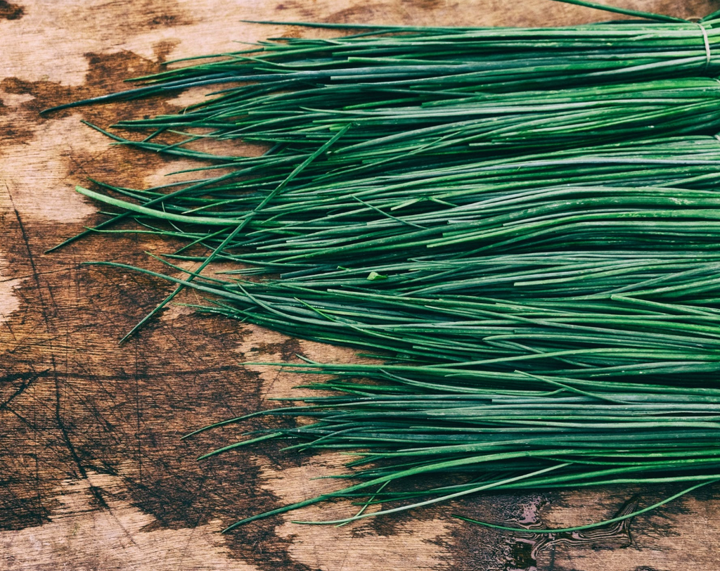 Chives (Common) – Experimental Farm Network Seed Store