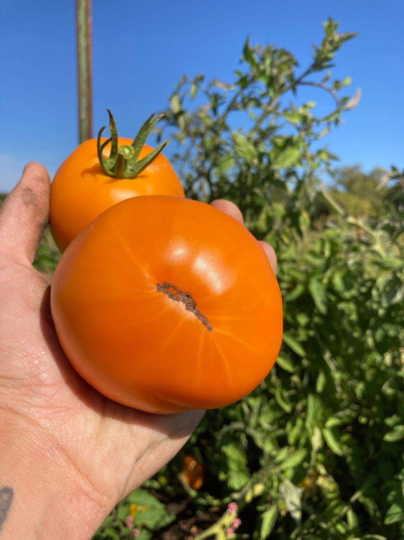 'Valencia' Tomato – Experimental Farm Network Seed Store