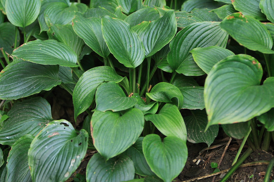 Blue Plantain Lily Hosta – Experimental Farm Network Seed Store