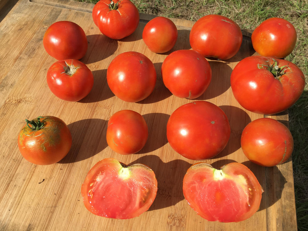 'Alpha' Tomato – Experimental Farm Network Seed Store