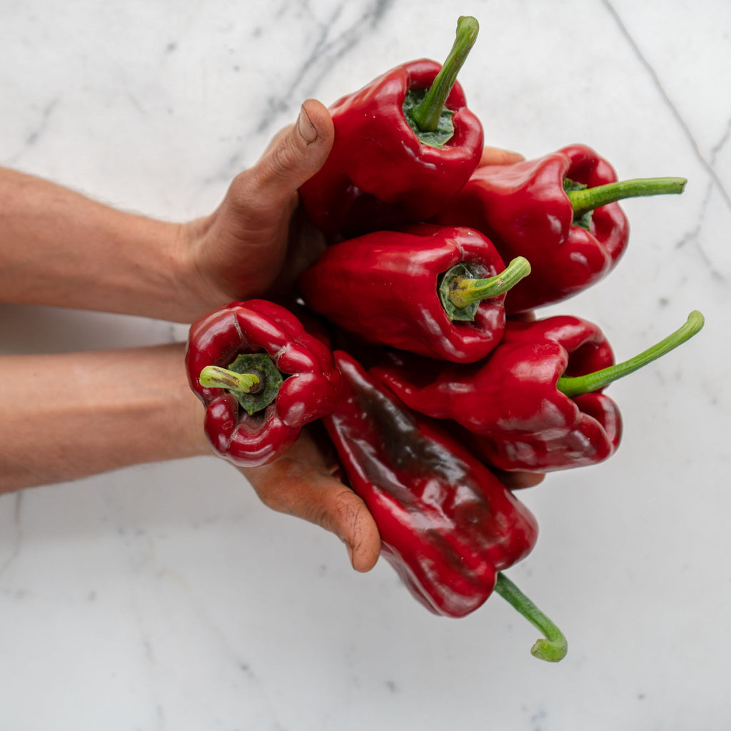 'Alpine Poblano' Pepper – Experimental Farm Network Seed Store