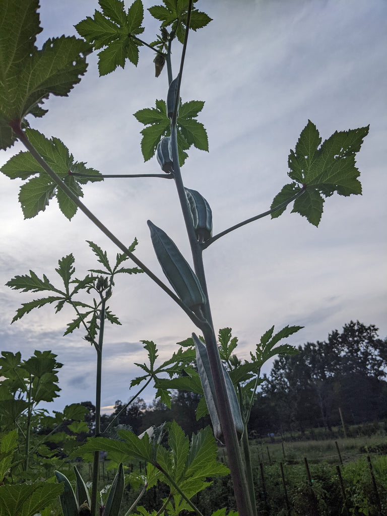 'Bamyeh Falastinia' Okra – Experimental Farm Network Seed Store