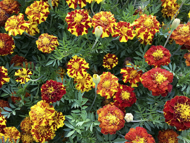 'Mr. Majestic Double' Marigold – Experimental Farm Network Seed Store