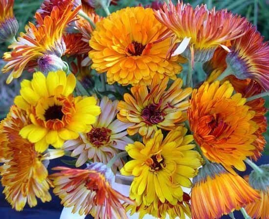 'Flashback Mix' Calendula – Experimental Farm Network Seed Store