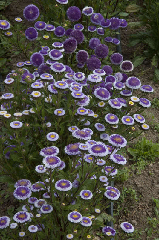 'Lilliput Blue Moon' China Aster – Experimental Farm Network Seed Store