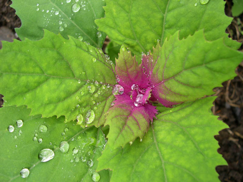 'Magenta Spreen' Tree Spinach (or Giant Goosefoot) – Experimental Farm ...