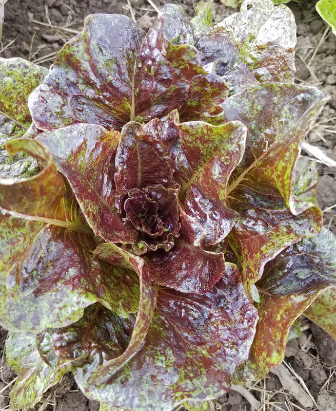 'Speckled Spearpoint' Lettuce – Experimental Farm Network Seed Store