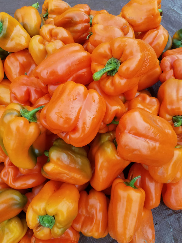 'Stoplight Orange' Sweet Pepper – Experimental Farm Network Seed Store