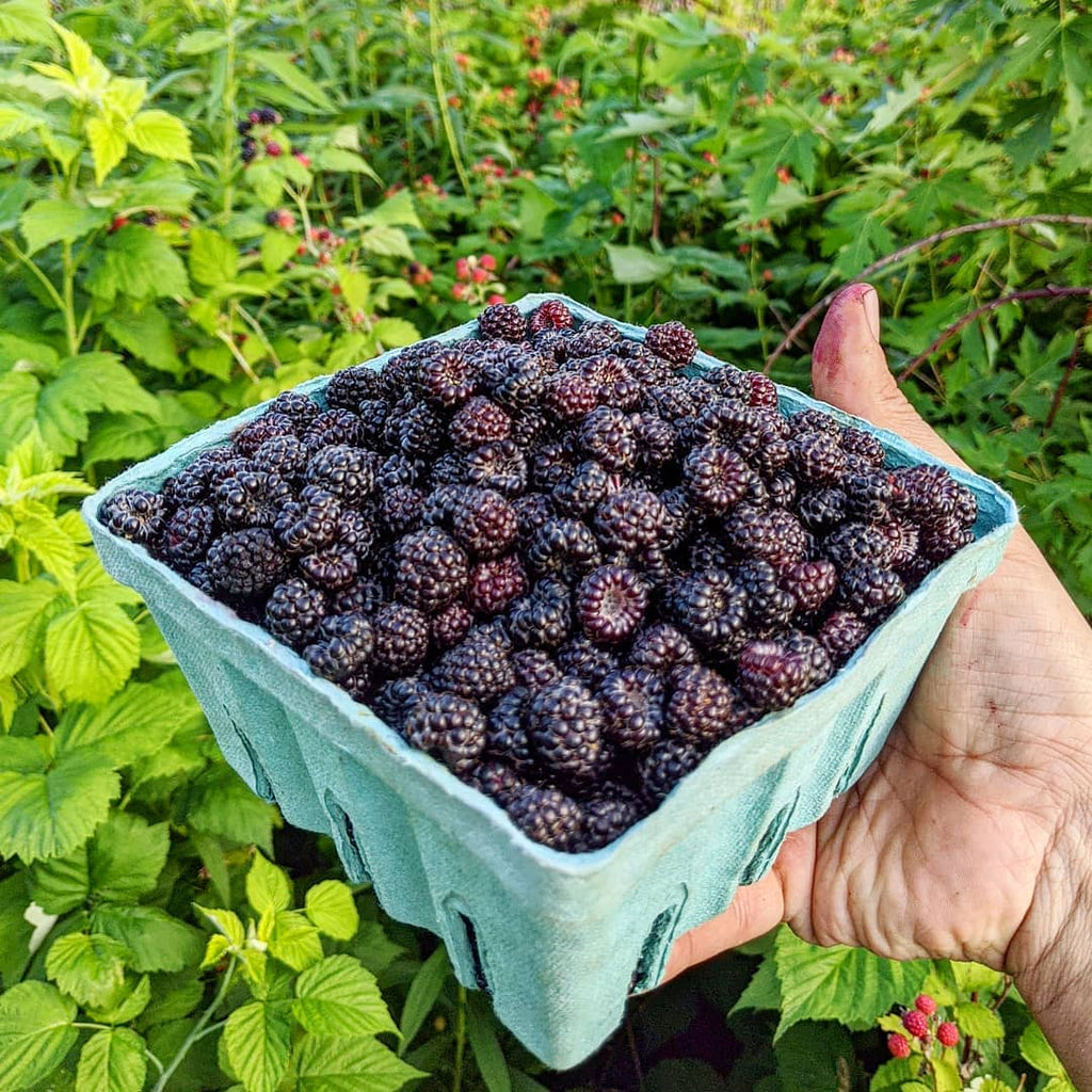 'Bristol' Black Raspberry – Experimental Farm Network Seed Store