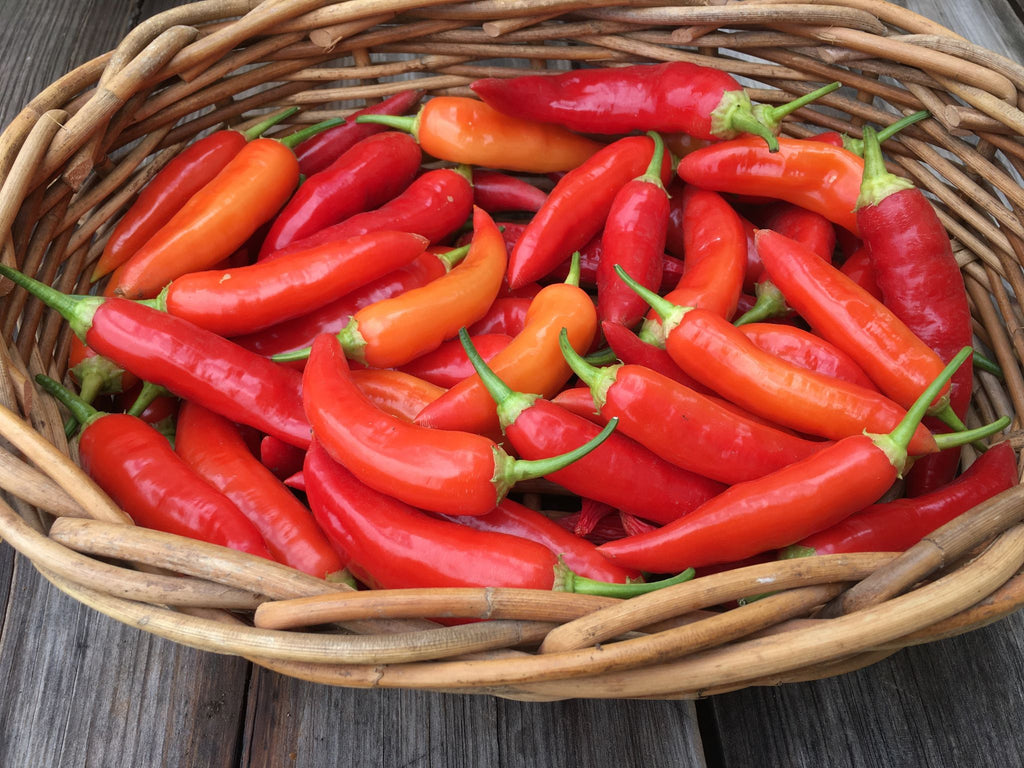 'Aji de Colorado Alpino' Hot Pepper – Experimental Farm Network Seed Store
