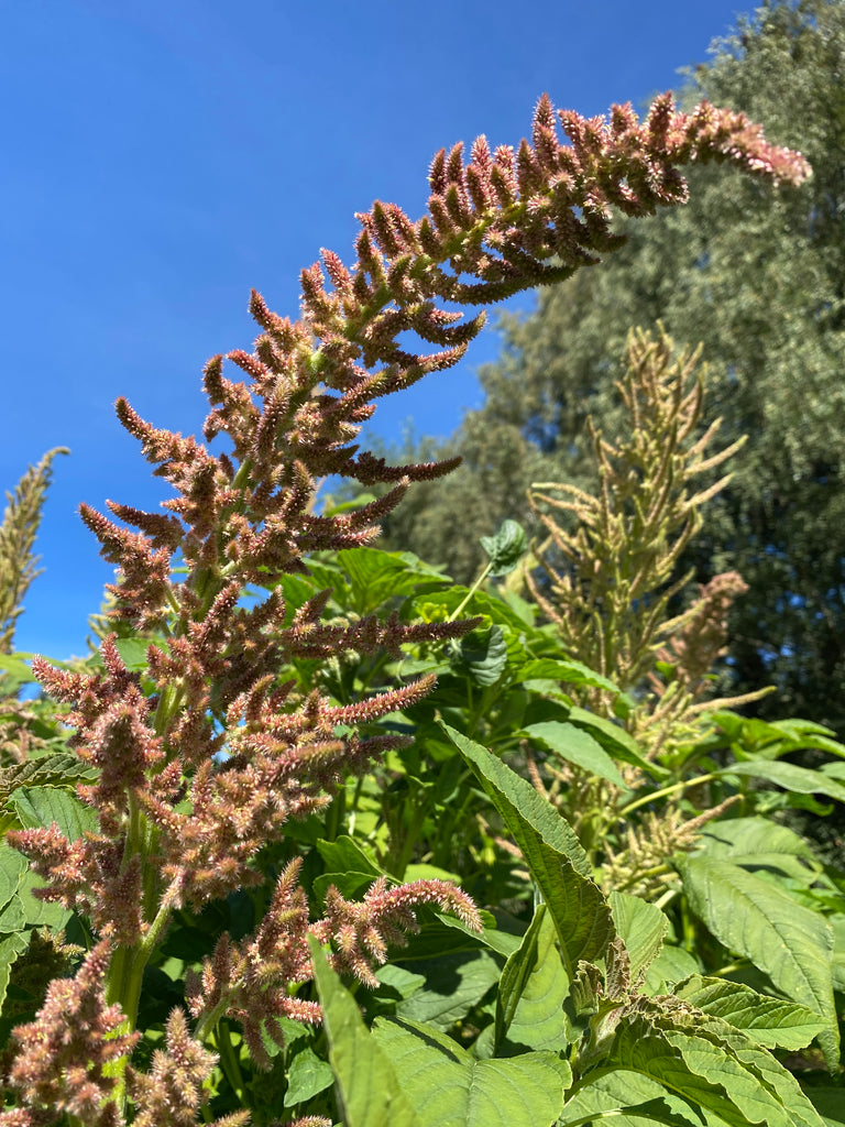 'Coime' Amaranth – Experimental Farm Network Seed Store