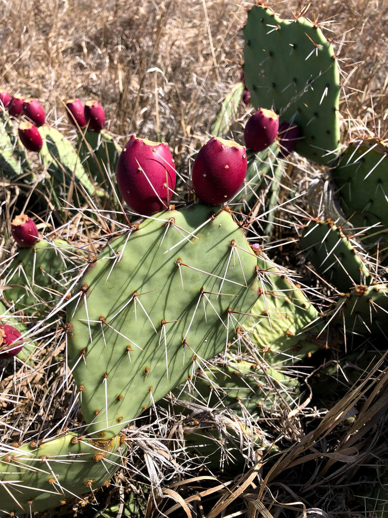 Colorado Prickly Pear – Experimental Farm Network Seed Store