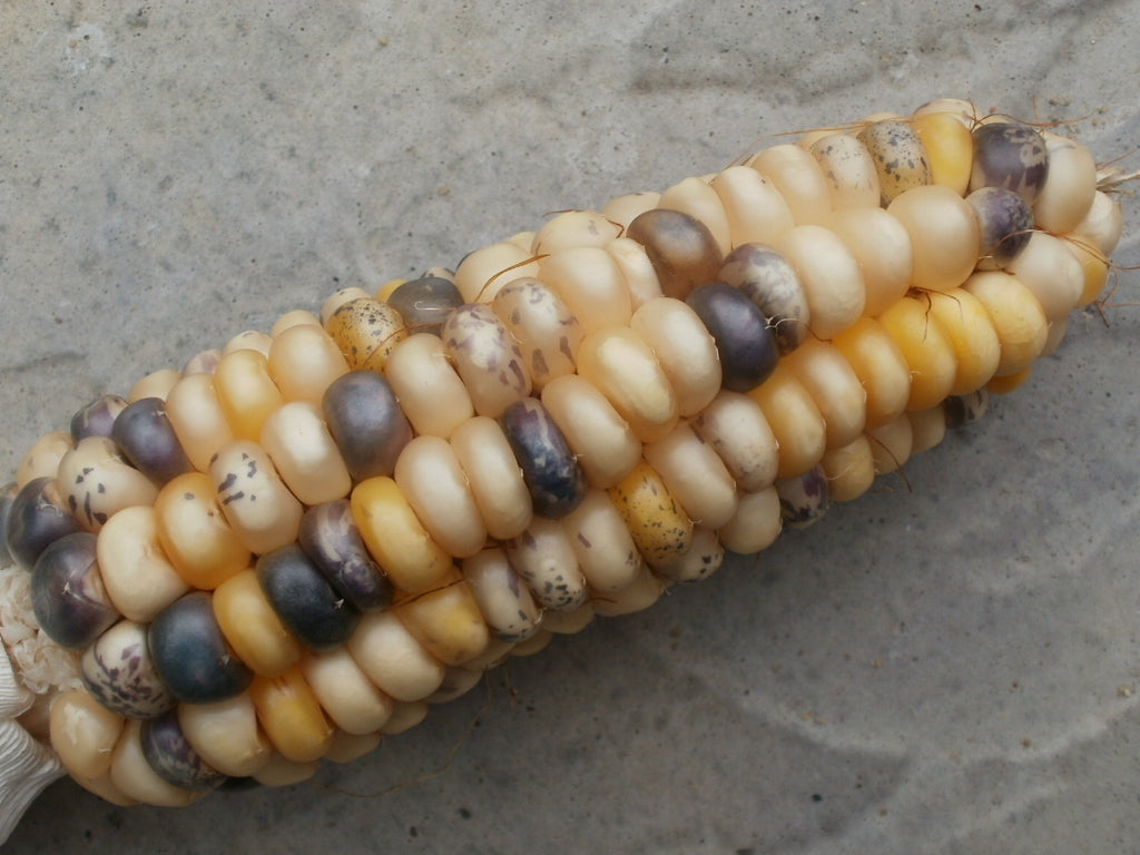 'Cuzco del Norte' Corn – Experimental Farm Network Seed Store