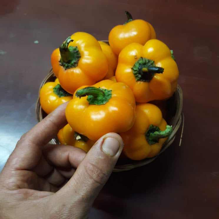 'Doe Hill' Sweet Pepper – Experimental Farm Network Seed Store