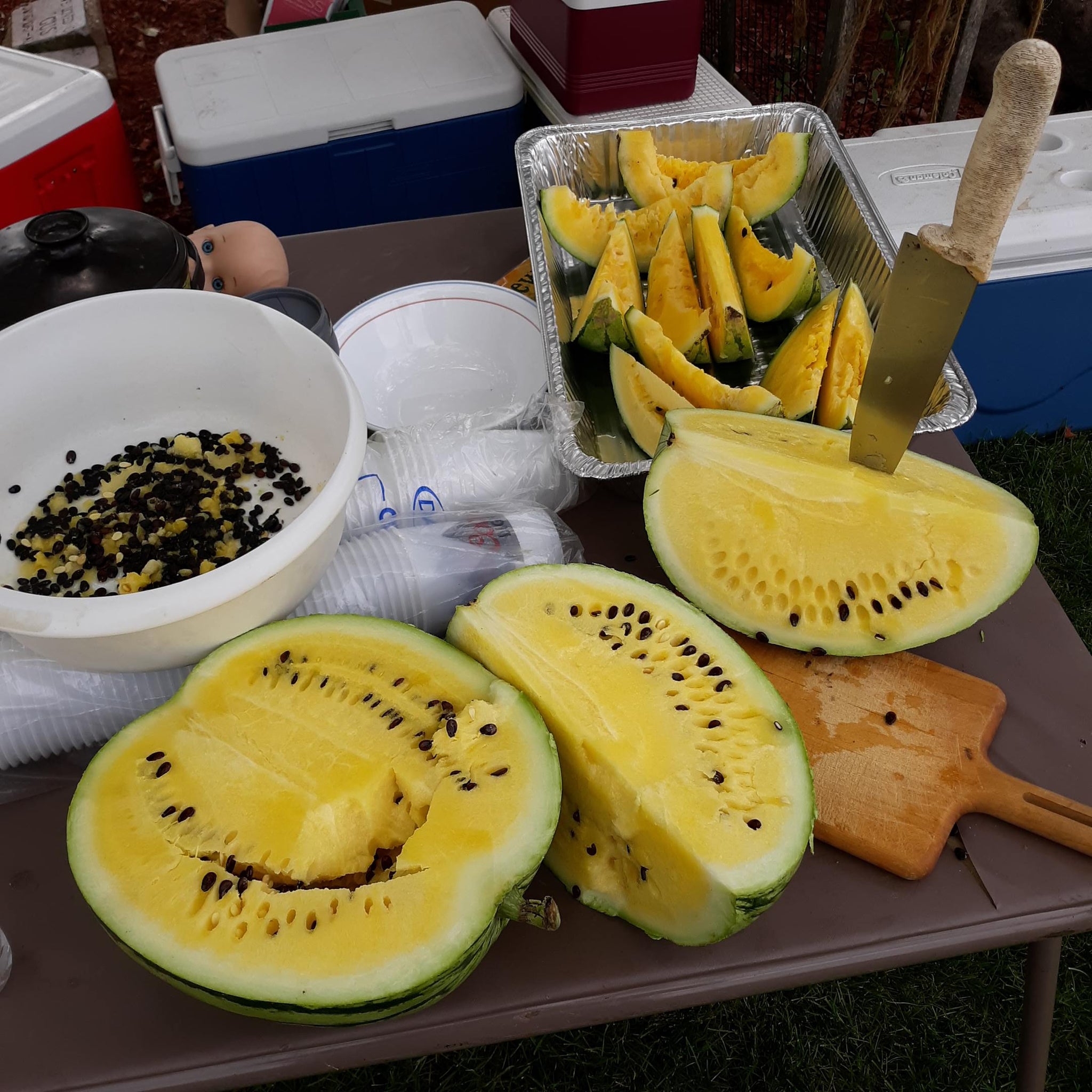 Watermelon & Melon – Experimental Farm Network Seed Store